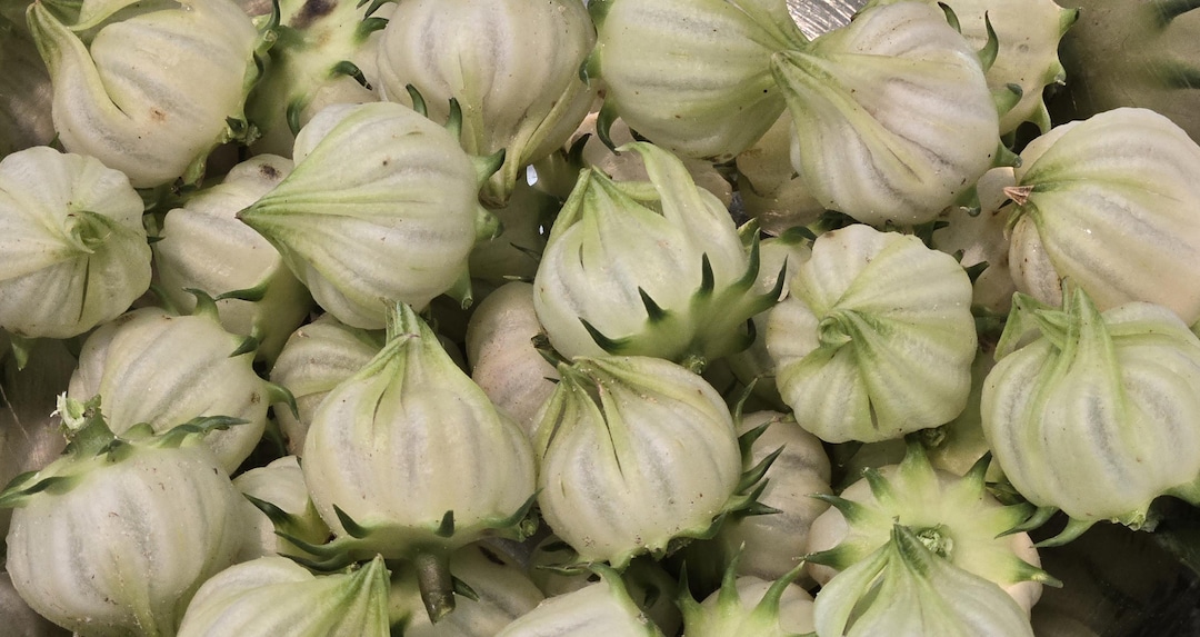 White Roselle | 25 Seeds | Hibiscus Sabdariffa | Jamaican Sorrel ...