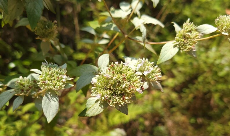 Florida Mountain Mint | 25 Seeds | Pycnanthemum Floridanum | Florida ...