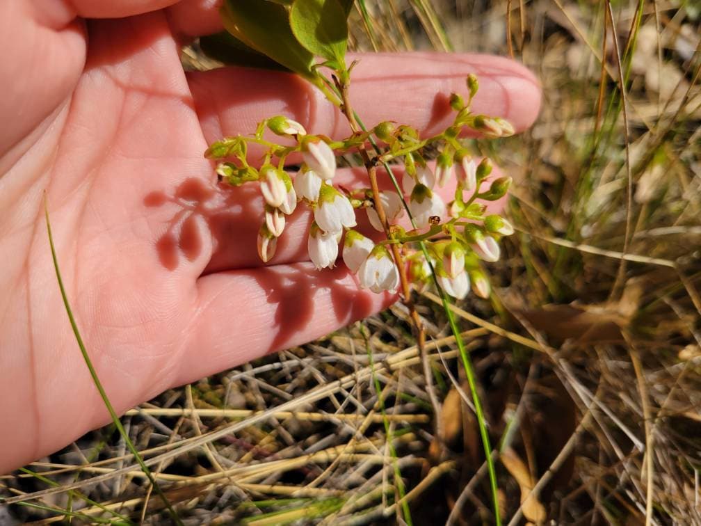 Small Black Blueberry | 15 Seeds | Vaccinium Tenellum | Edible ...