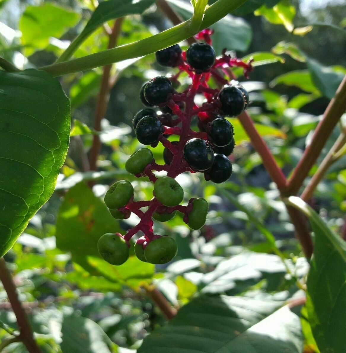Pokeweed | 25 Seeds | Phytolacca Americana | Pokeberry | Poke Salad ...