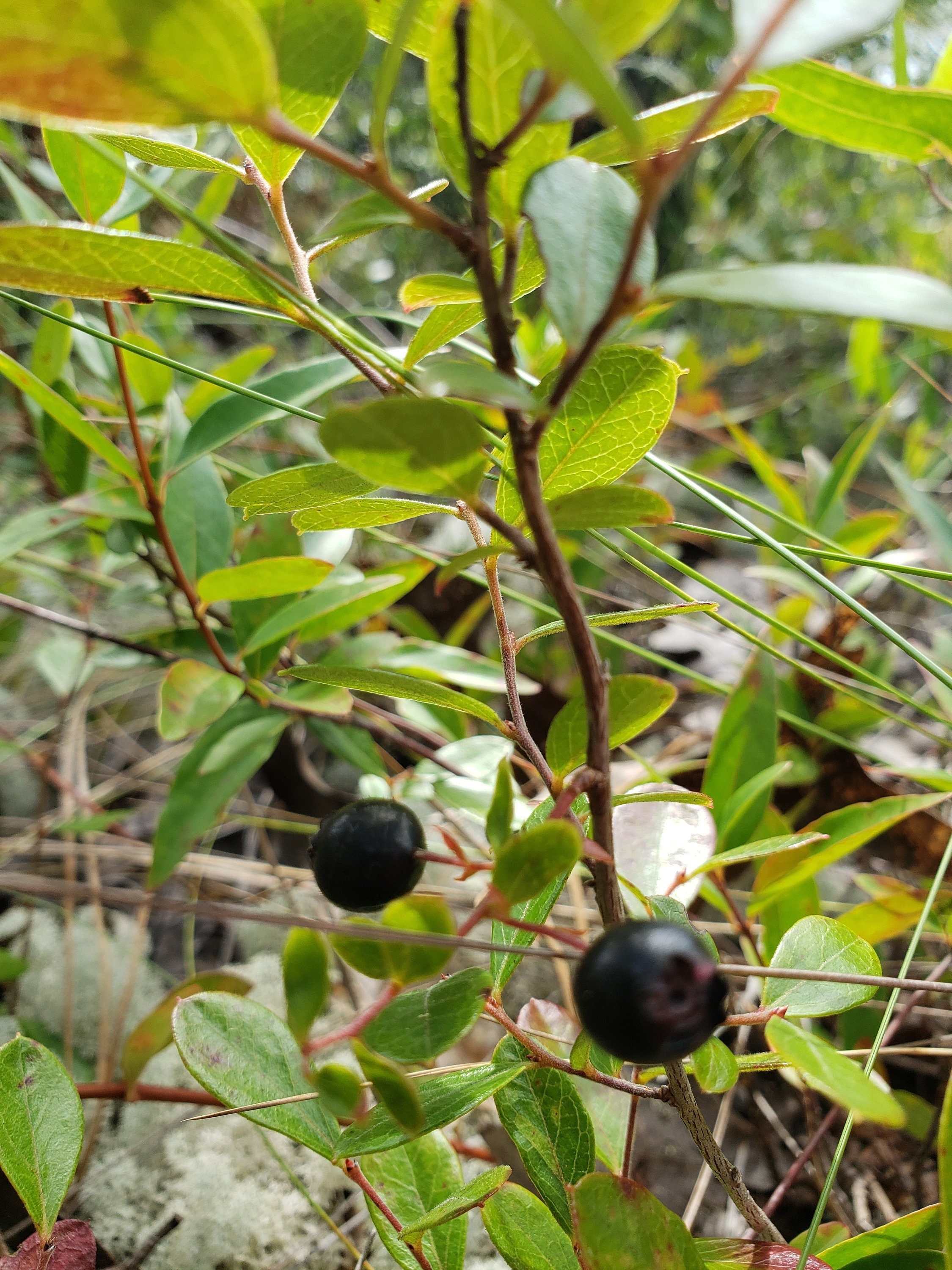 Small Black Blueberry | 15 Seeds | Vaccinium Tenellum | Edible ...