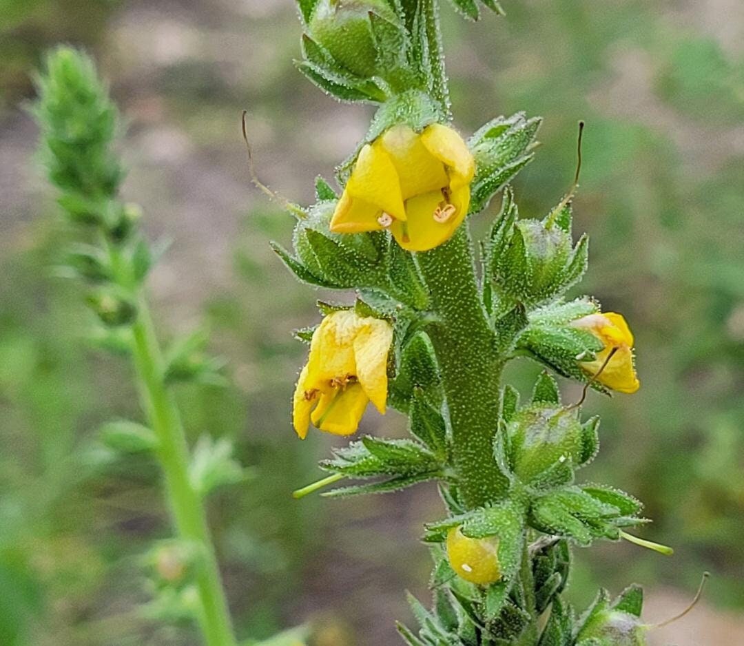 Wand Mullein | 25 Seeds | Verbascum Virgatum | Florida Grown | Wild ...