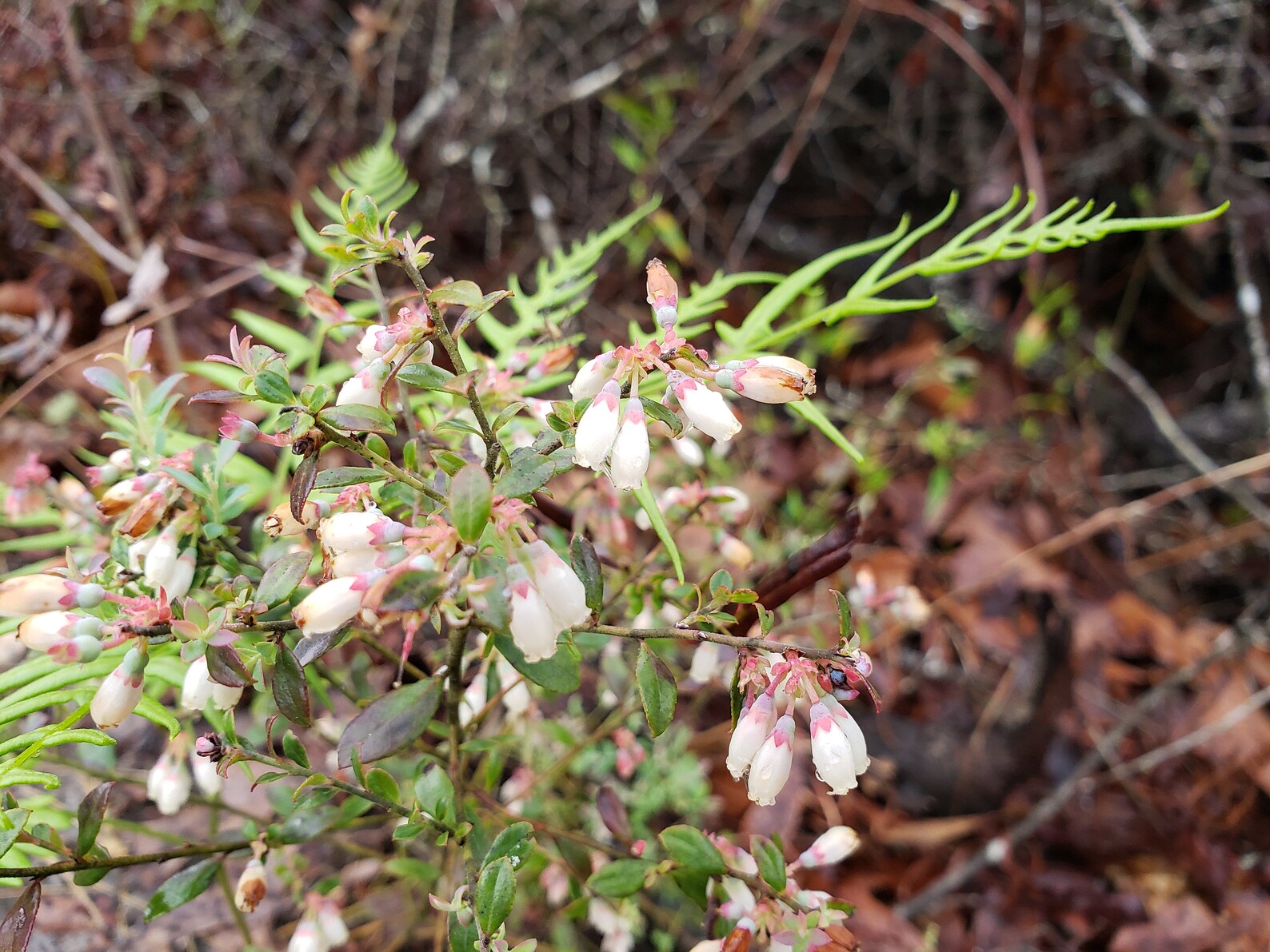 Shiny Blueberry | 25 Seeds | Vaccinium Myrsinites | Organic & Non-gmo ...