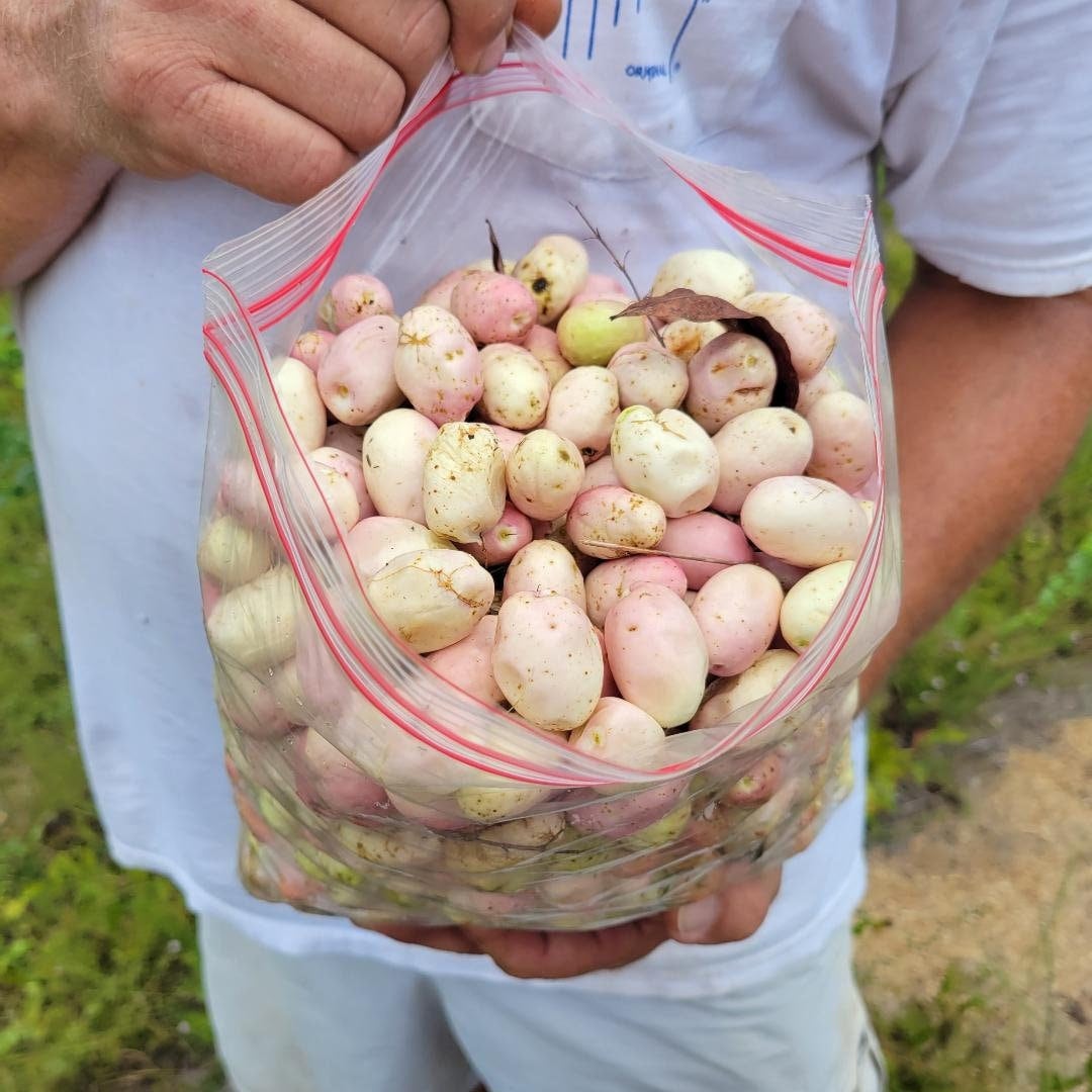 Gopher Apple | 3 Seeds | Licania Michauxii | Florida Native | Organic ...