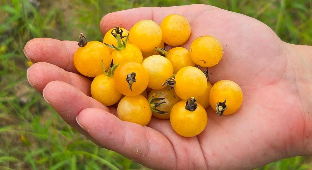 Coyote Cherry Tomato 25 Seeds Solanum Lycopersicum Mexican Variety ...