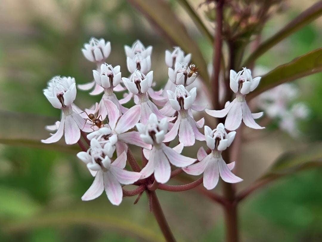 White Swamp Milkweed Asclepias Perennis Florida Native Eco-type ...