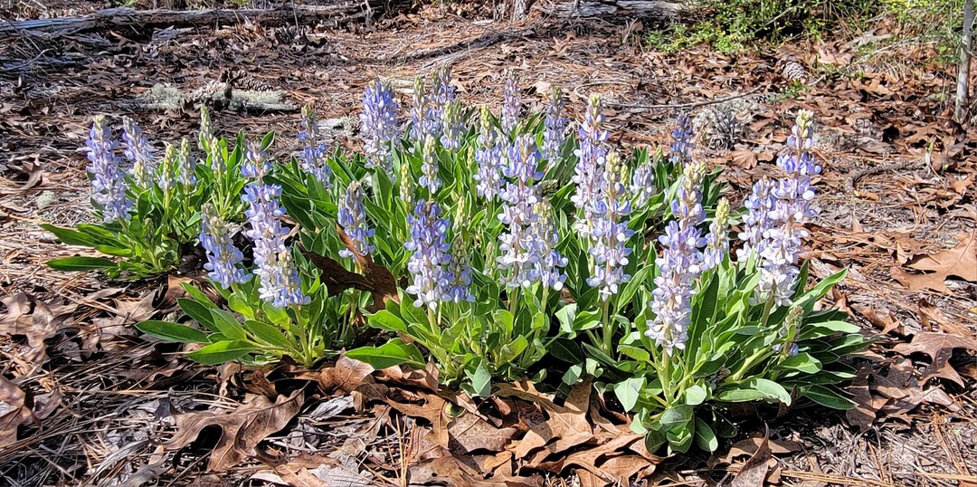 Skyblue Lupine 5 Seeds Lupinus Diffusus Florida Native Wildflower ...