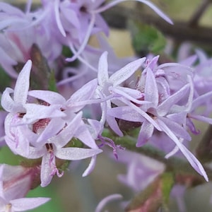Bluffs Gayfeather Liatris Gholsonii Florida Native Ecotype Flower Gulf ...