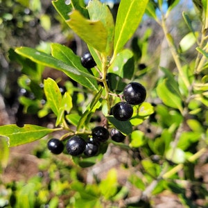 Inkberry 25-100 Seeds Ilex Glabra Florida Native Evergreen Shrub ...