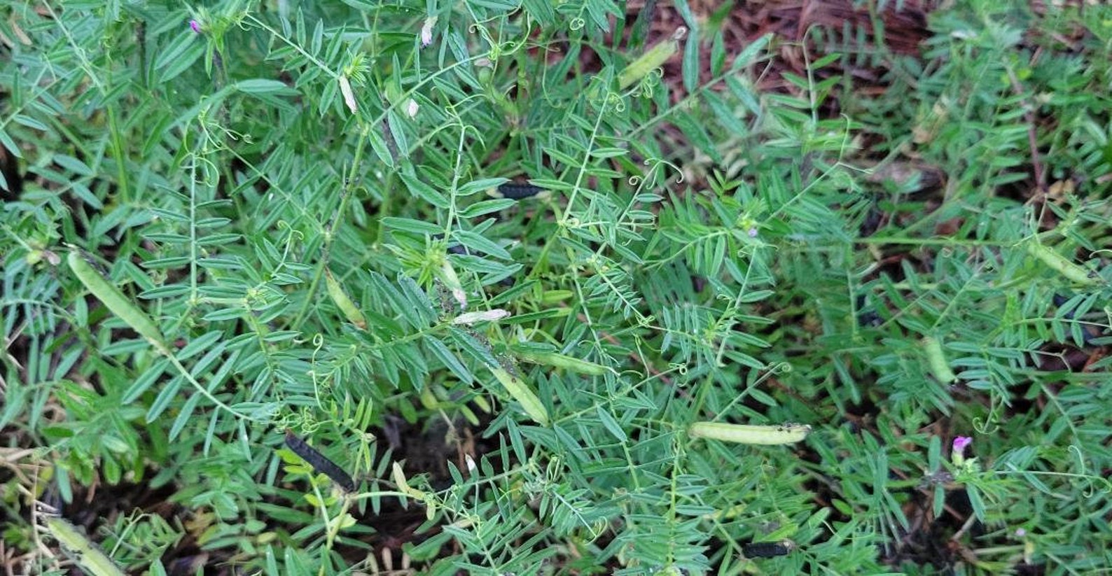 Pygmyflower Vetch | 15 Seeds | Vicia Minutiflora | Florida Native ...