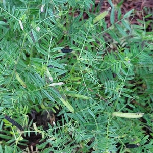 Pygmyflower Vetch | 15 Seeds | Vicia Minutiflora | Florida Native ...