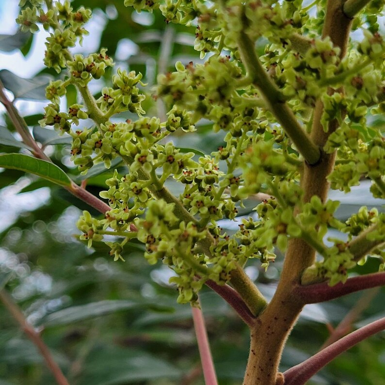 Winged Sumac | 25 Seeds | Rhus Copallinum | Florida Native | Organic ...