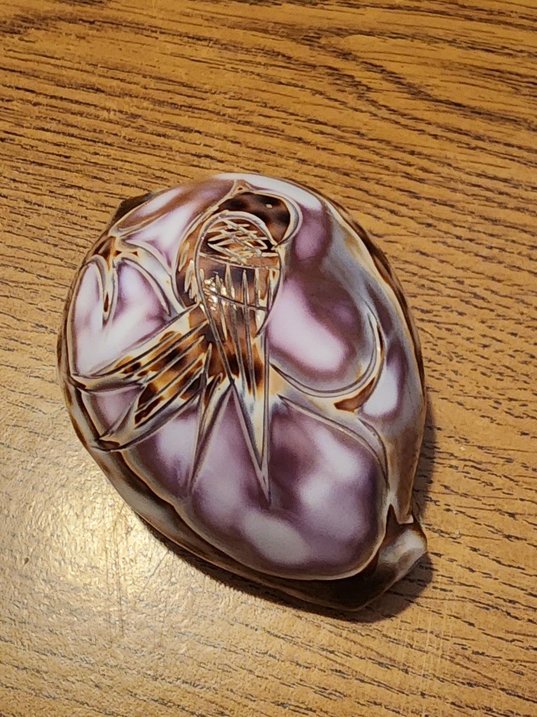 Vintage Hand Carved Courie Shell With Octopus - Etsy