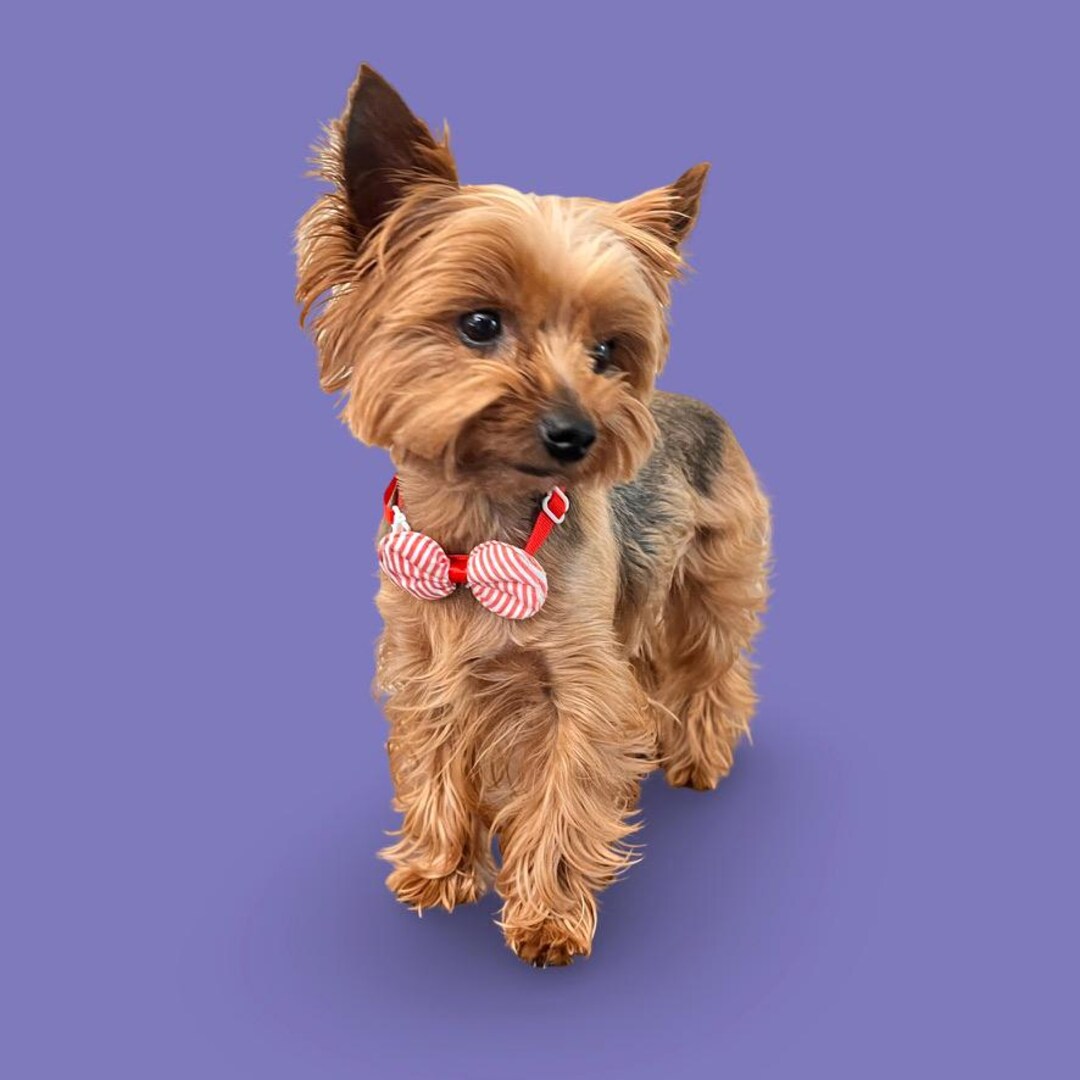 CUTIE PIE Dog Bows With Neck Strap. Dog Accessory, - Etsy