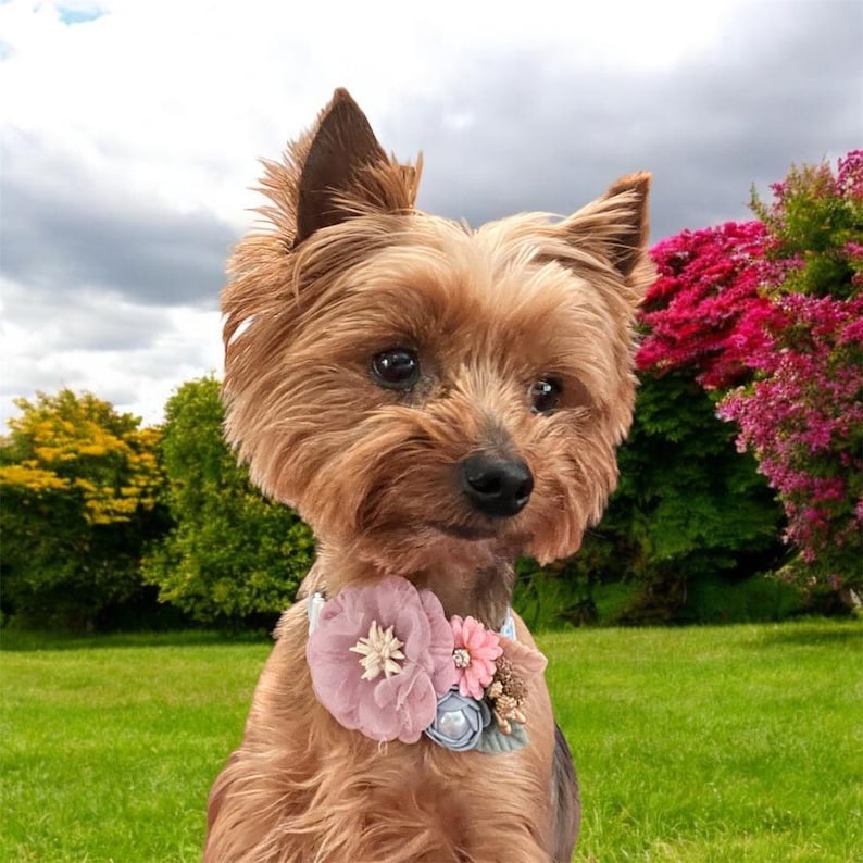 Floral Princess Dog Bows With Neck Strap. Dog Accessory - Etsy