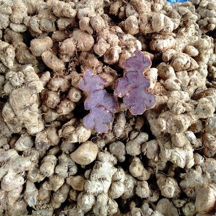 Black Ginger Bulbs Kaempferia Parviflora Thai Krachai Dam Herb - Etsy