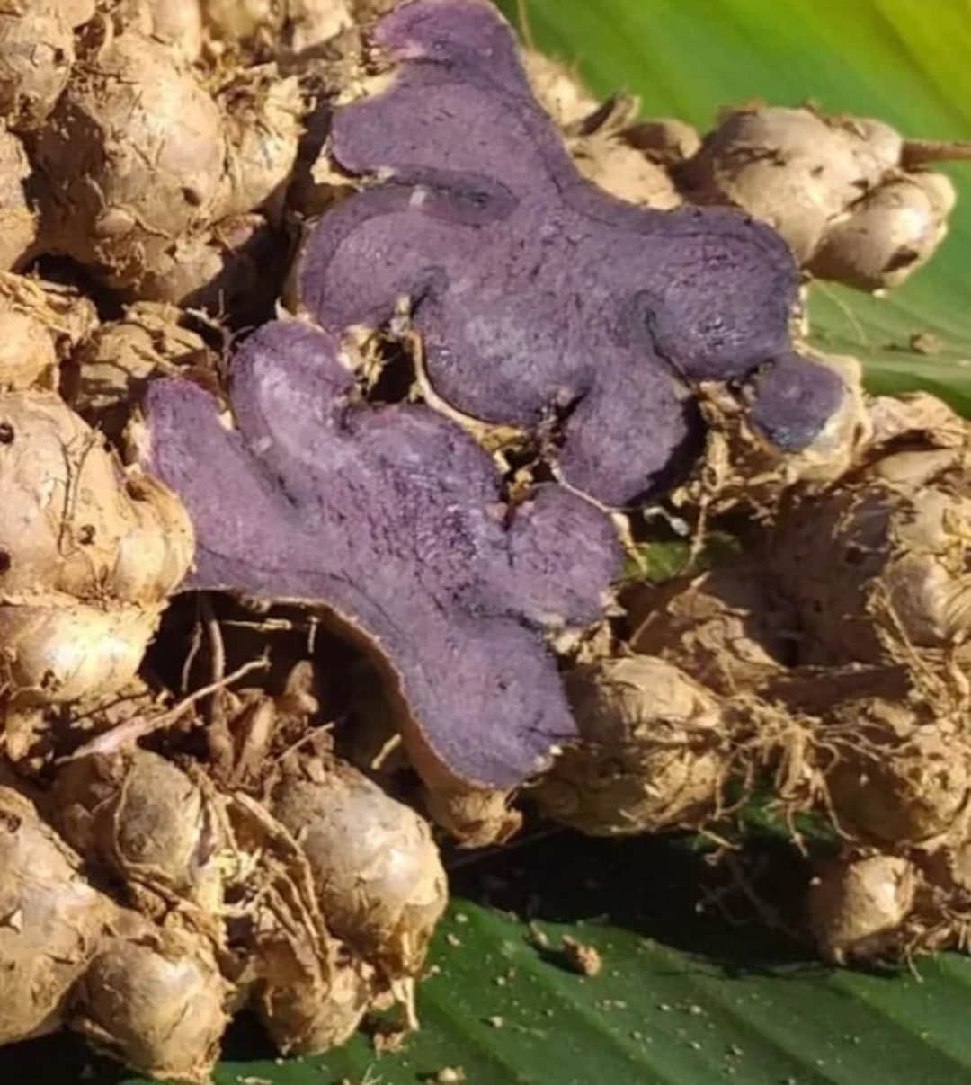 Black Ginger Bulbs Kaempferia Parviflora Thai Krachai Dam Herb - Etsy
