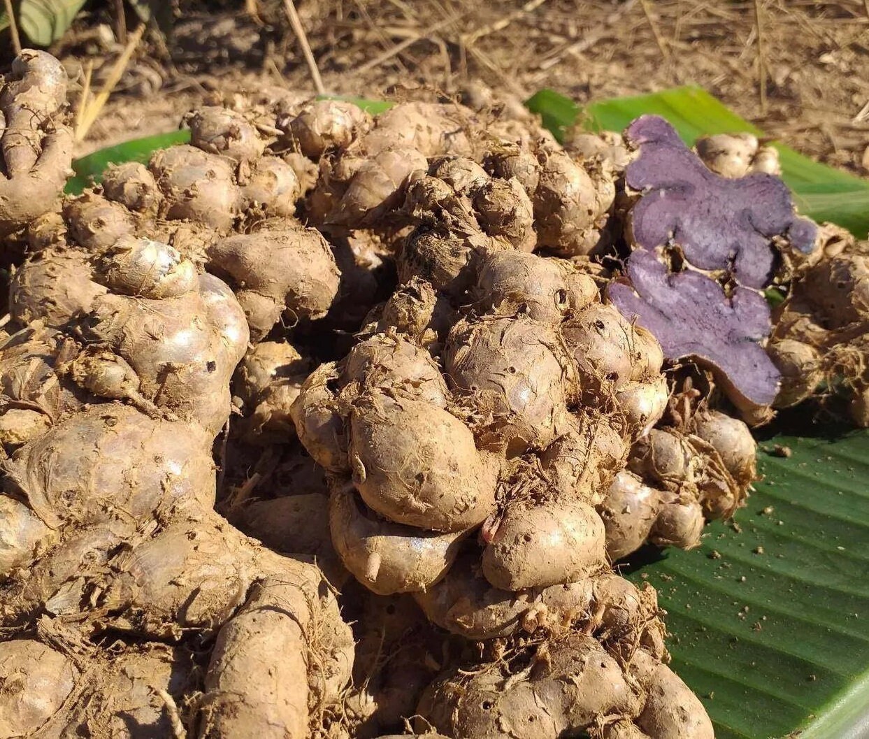 Black Ginger Bulbs Kaempferia Parviflora Thai Krachai Dam Herb - Etsy