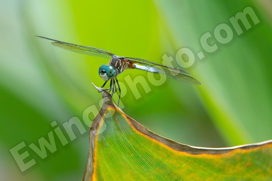 Evinrude on Leaf, Florida Everglades Dragonfly, Blue Eyes, Prints for ...