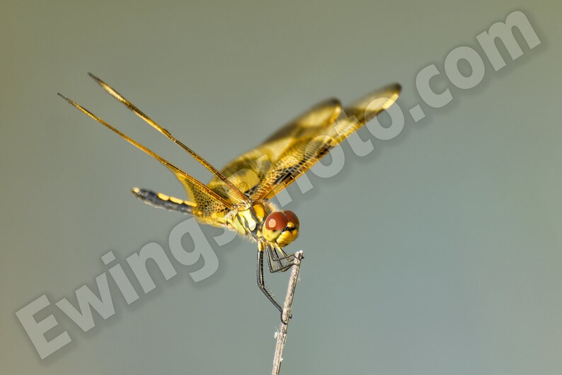 Evinrude on a Stick, Florida Everglades Dragonfly, Bumble Bee, Black ...