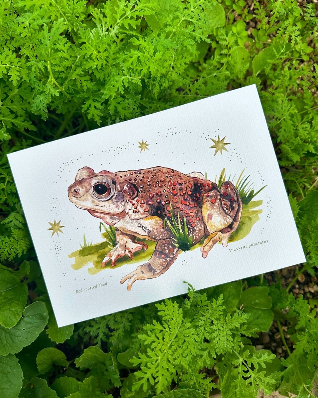 Witches Familiar, Red Spotted Toad Watercolour Print - Etsy