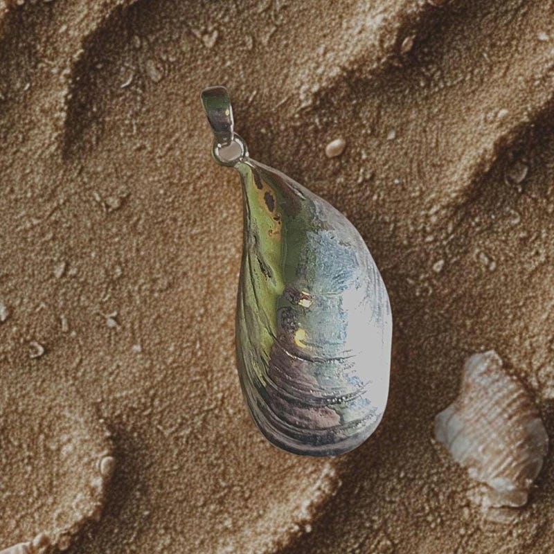 Large Mussel Shells - Etsy