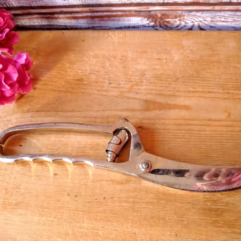 Poultry - Etsy