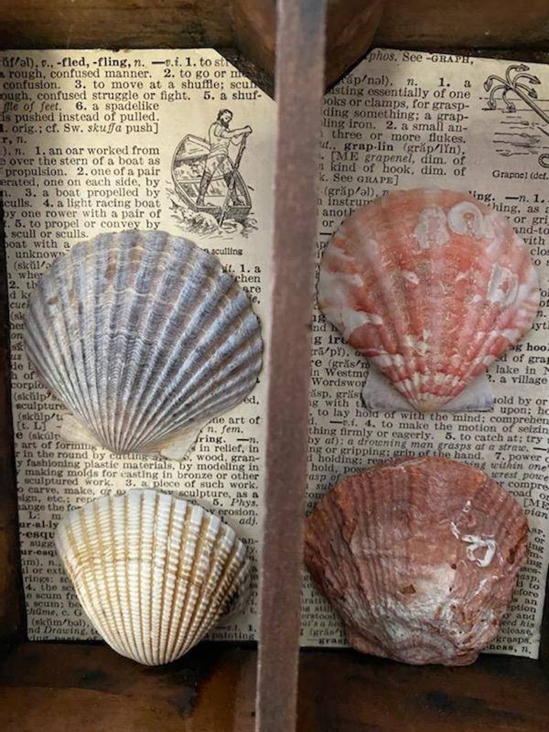 Assemblage Art, Found Object Art, "nature Rules", Sea Art, Shell Art ...