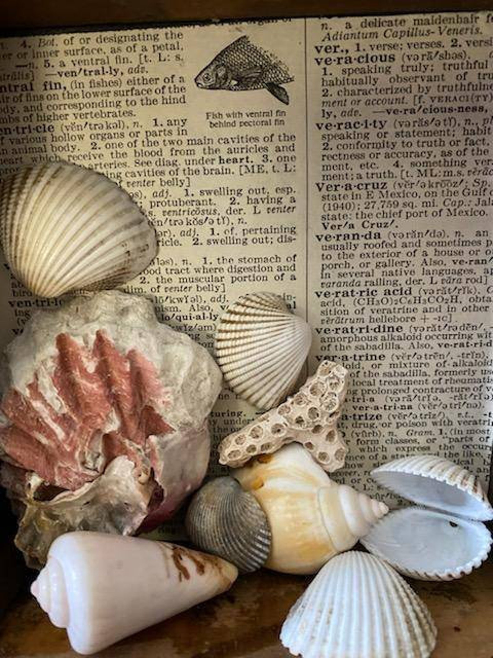 Assemblage Art, Found Object Art, nature Rules, Sea Art, Shell Art ...
