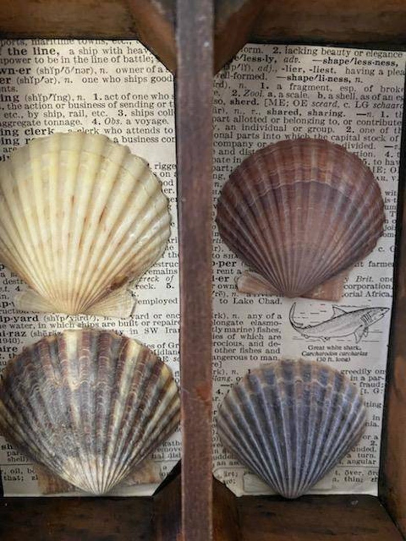 Assemblage Art, Found Object Art, nature Rules, Sea Art, Shell Art ...