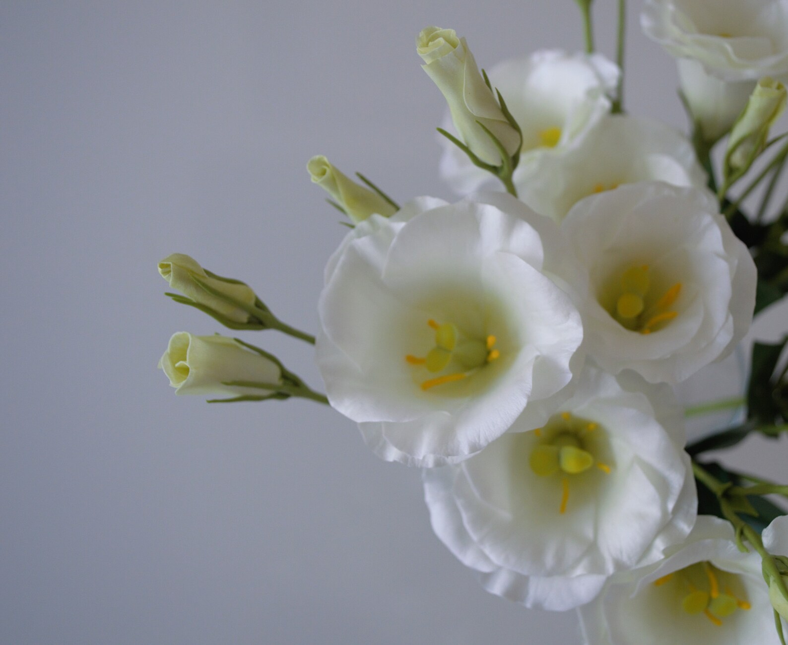 Eustoma Luxury Eustoma Fake Eustoma Home Decor Home - Etsy