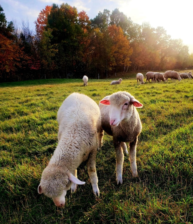 Felting Wool Pink and Purple Wool Roving Hand Dyed Sheep Wool Craft ...
