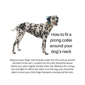 Kimberland 1.5mm Micro Prong Collar With Ring Leash Attachment - Etsy