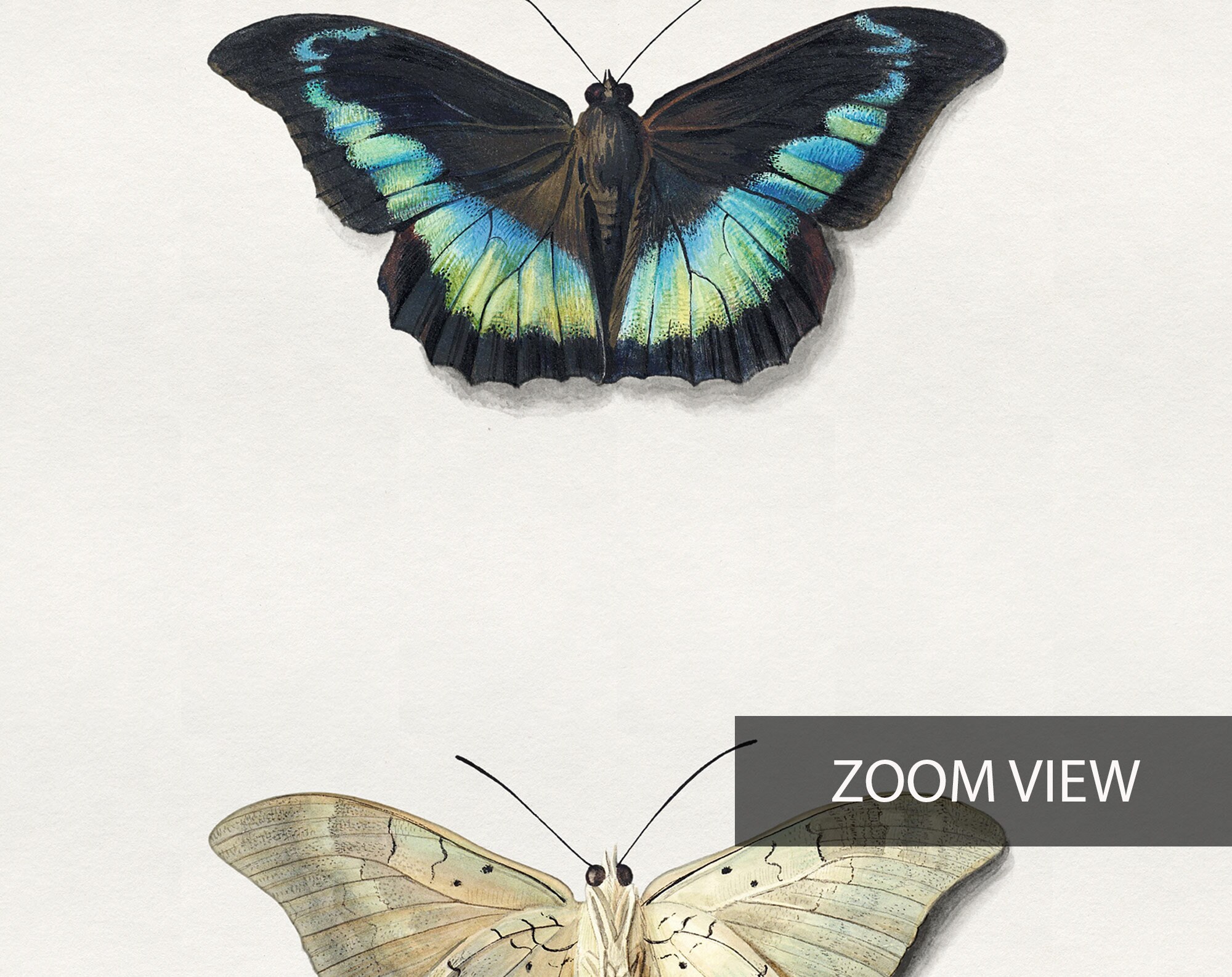 Butterfly Poster Butterflies Print Vintage Illustration of - Etsy India