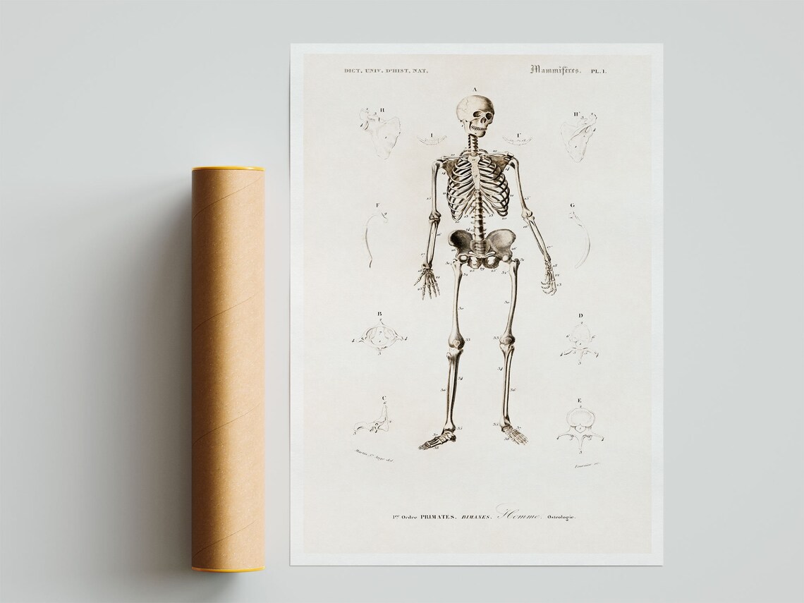 Human Anatomy Print, Antique Illustration of the Human Skeleton ...