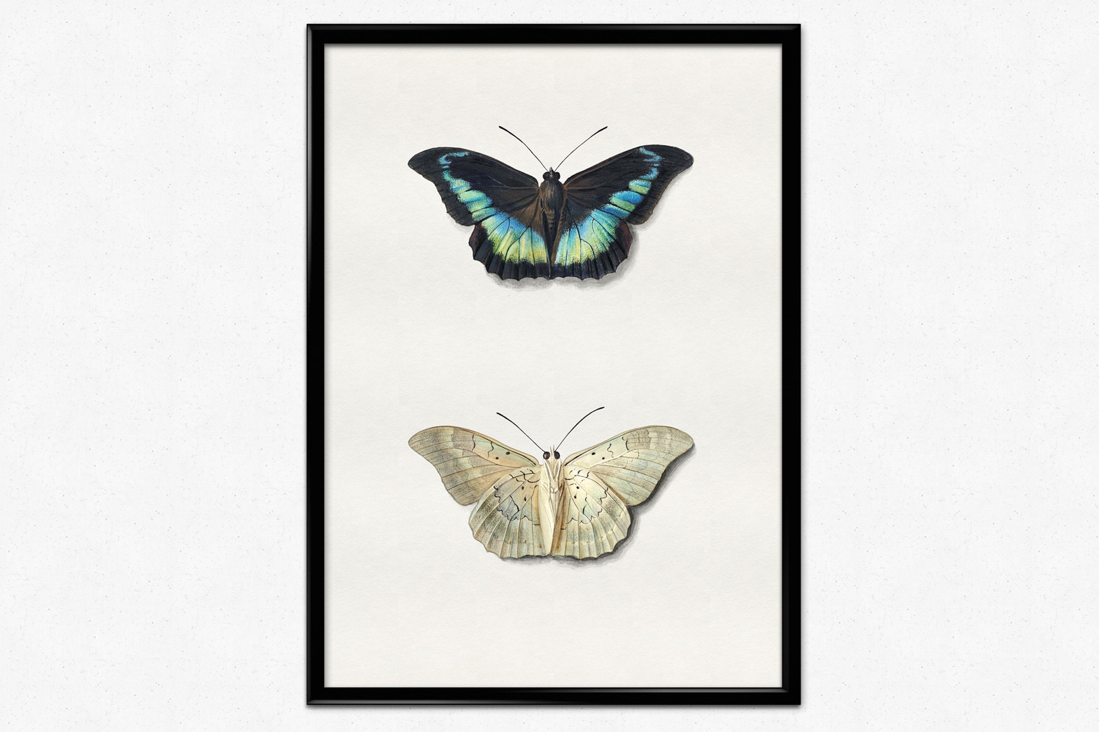 Butterfly Poster Butterflies Print Vintage Illustration of - Etsy India