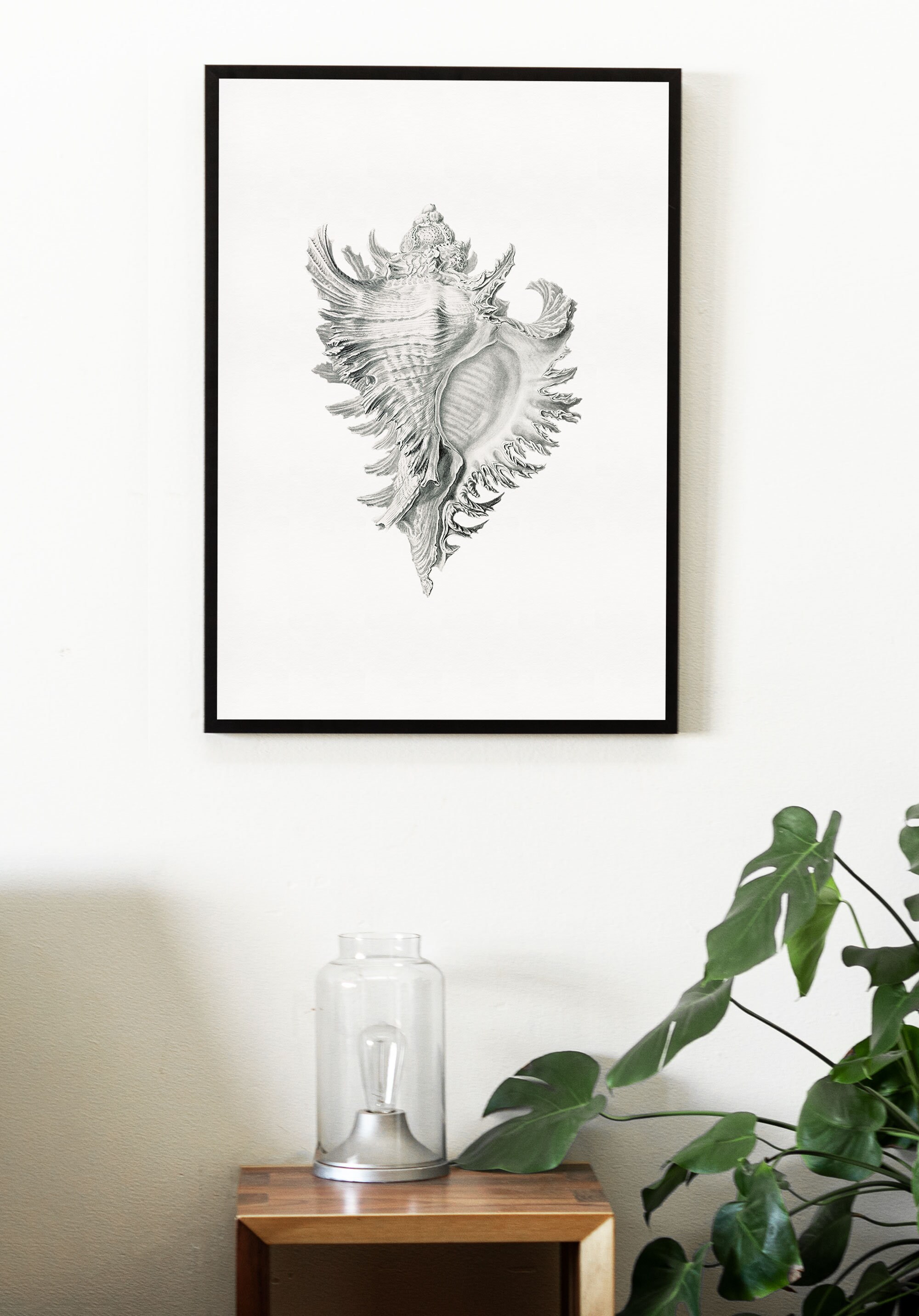 Ernst Haeckel Print Vintage Shell Marine Life Illustration | Etsy