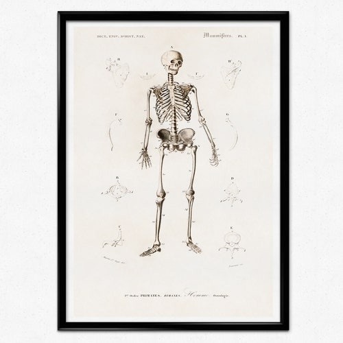 Human Skeleton Antique Anatomy Wall Art Poster Human - Etsy