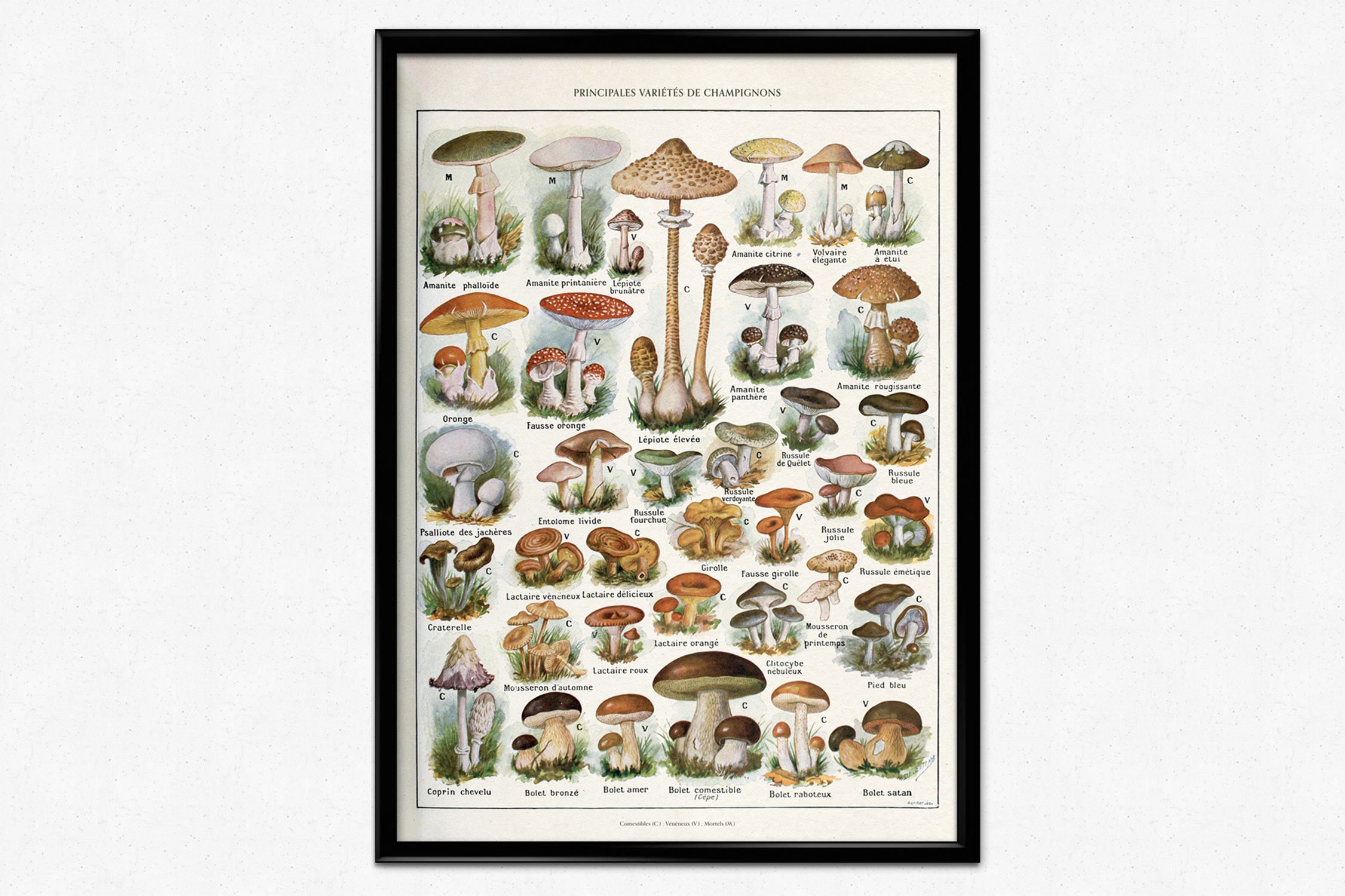 Mushrooms Poster Vintage Botanical Illustration Mushroom - Etsy UK