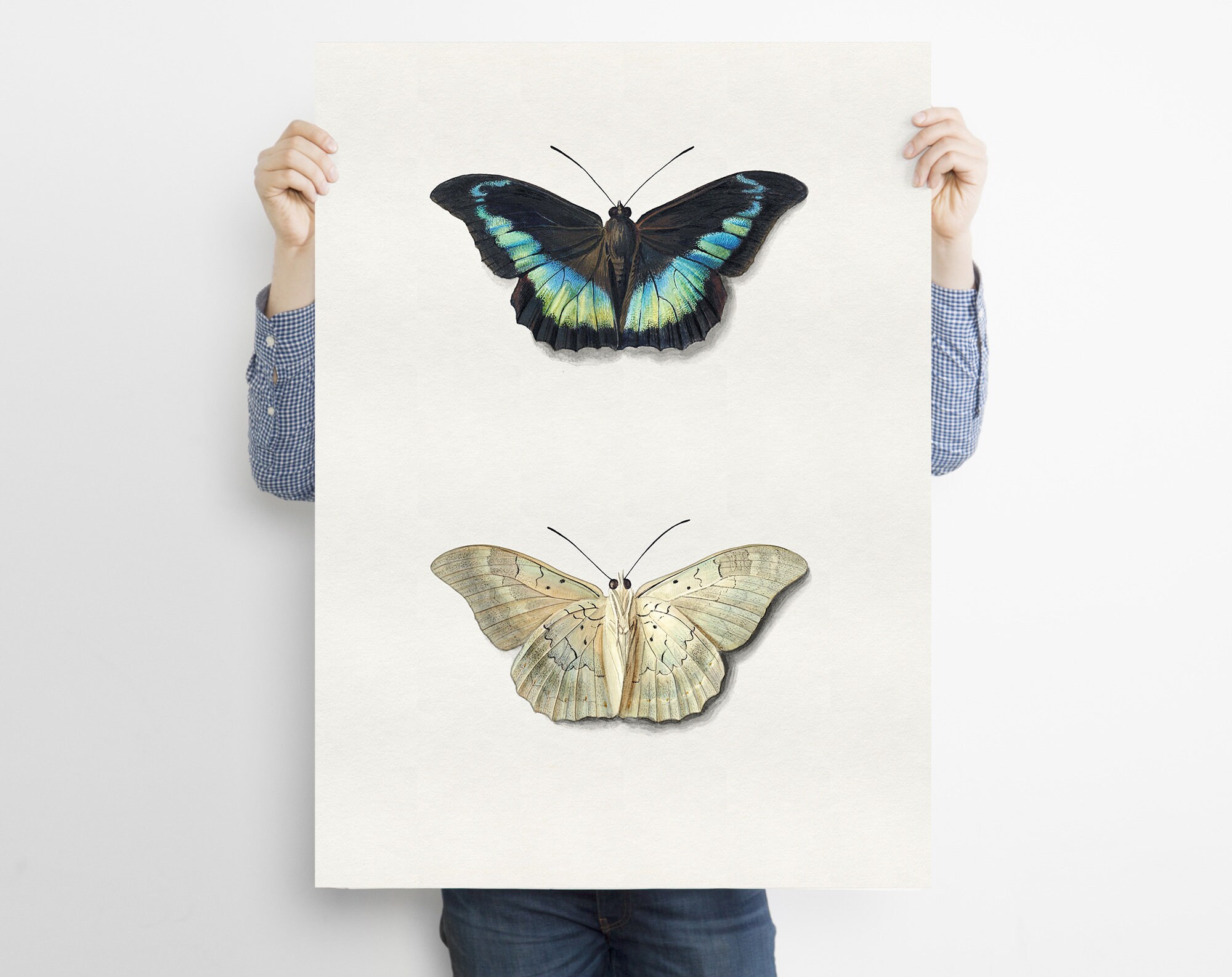 Butterfly Poster Butterflies Print Vintage Illustration of | Etsy