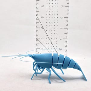 3d Printed Shrimp, Fidgets, Pocket Pals, Cute Pets, Shrimps - Etsy