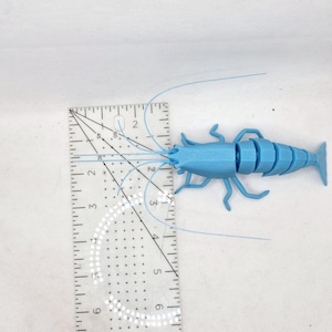 3d Printed Shrimp, Fidgets, Pocket Pals, Cute Pets, Shrimps - Etsy