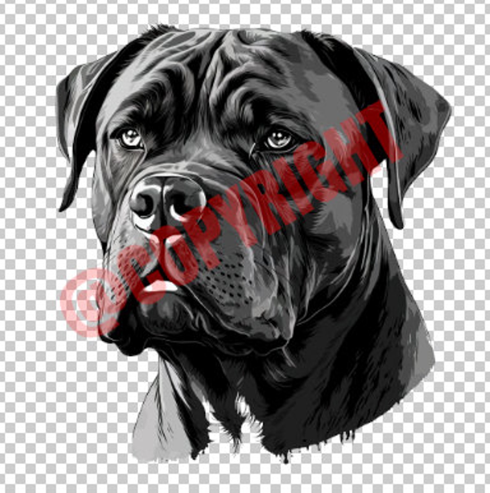 Cane Corso Realistic Head .SVG and 4k Cutted .PNG - Etsy