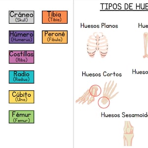 BILINGUAL Human Skeleton/el Esqueleto Humano, Interactive Printable ...