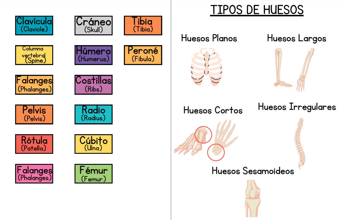 BILINGUAL Human Skeleton/el Esqueleto Humano, Interactive Printable ...