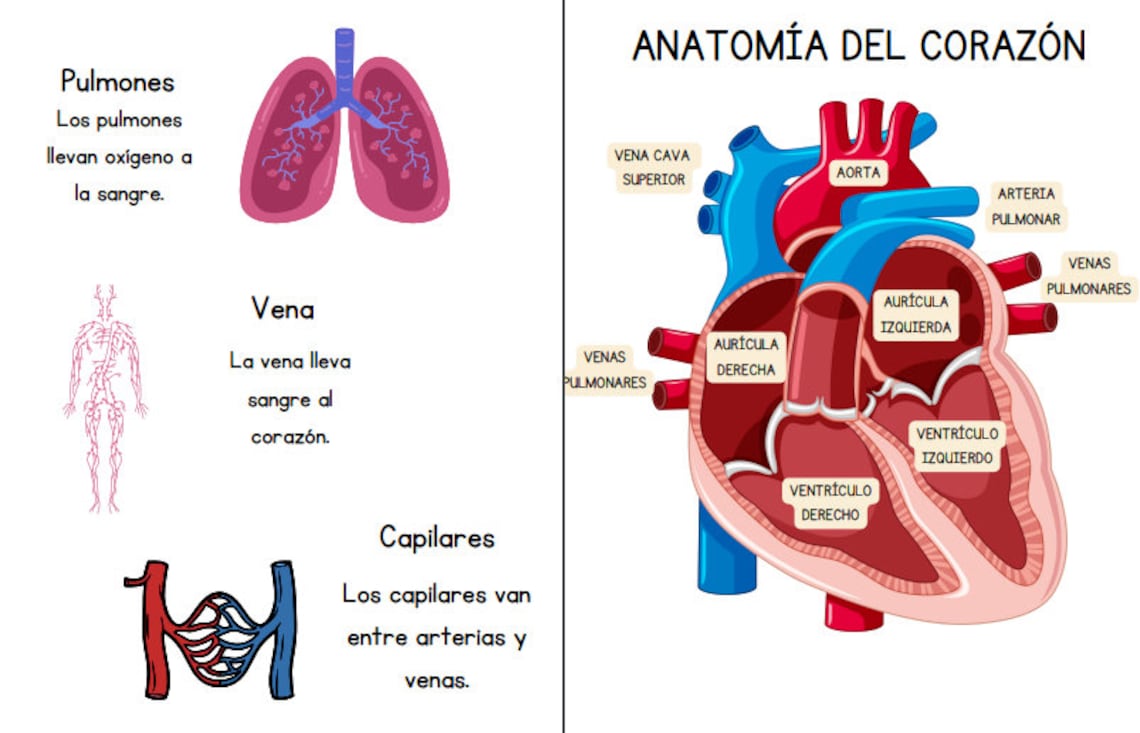 SPANISH Circulatory System for Kids, Interactive Printable Study Guide ...