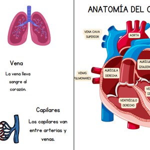 SPANISH Circulatory System for Kids, Interactive Printable Study Guide ...