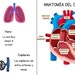 SPANISH Circulatory System for Kids, Interactive Printable Study Guide ...