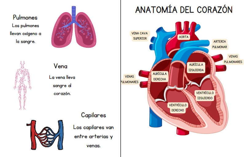 SPANISH Circulatory System for Kids, Interactive Printable Study Guide ...
