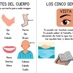 SPANISH Body Parts for Kids, Interactive Printable Study Guide, Body ...